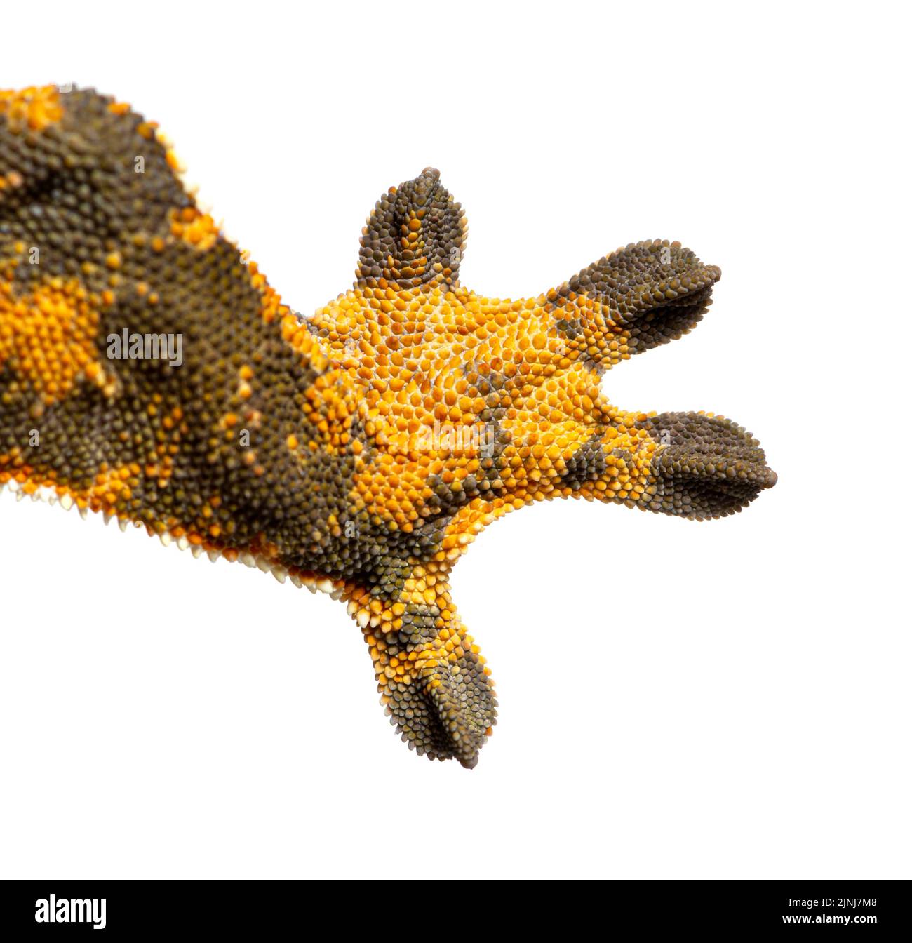 Legs and feet of a Crested gecko, Correlophus ciliatus Stock Photo - Alamy