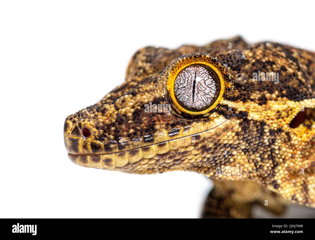 Knob headed giant gecko hi-res stock photography and images - Alamy