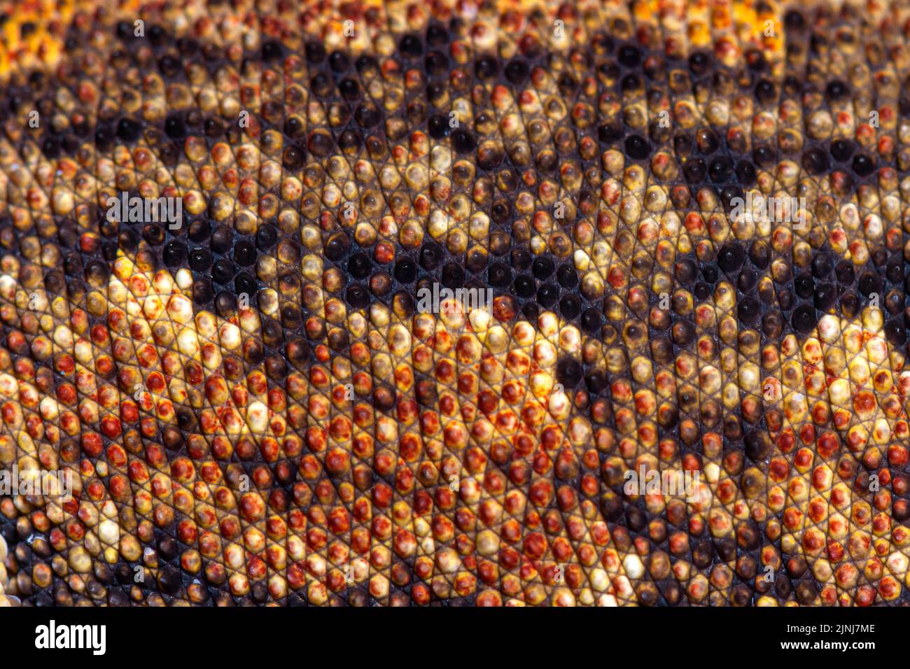 Close-up on a New Caledonia bumpy gecko skin, Rhacodactylus auriculatus ...
