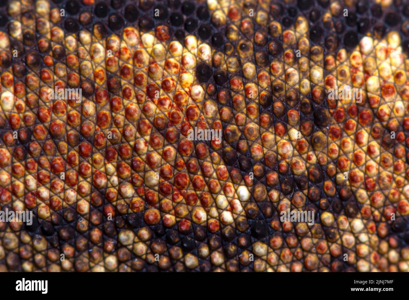 Close-up on a New Caledonia bumpy gecko skin, Rhacodactylus auriculatus ...