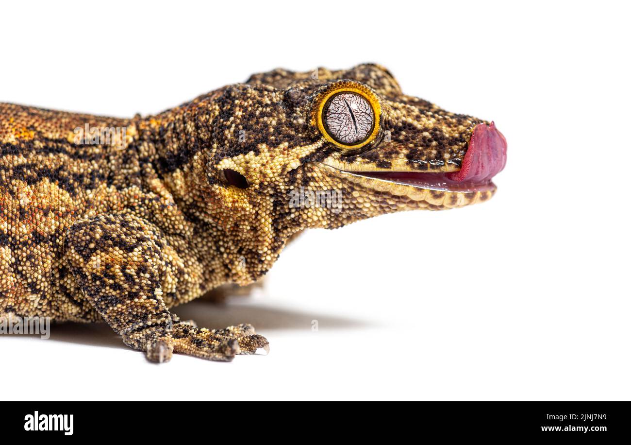 New caledonia bumpy gecko hi-res stock photography and images - Alamy
