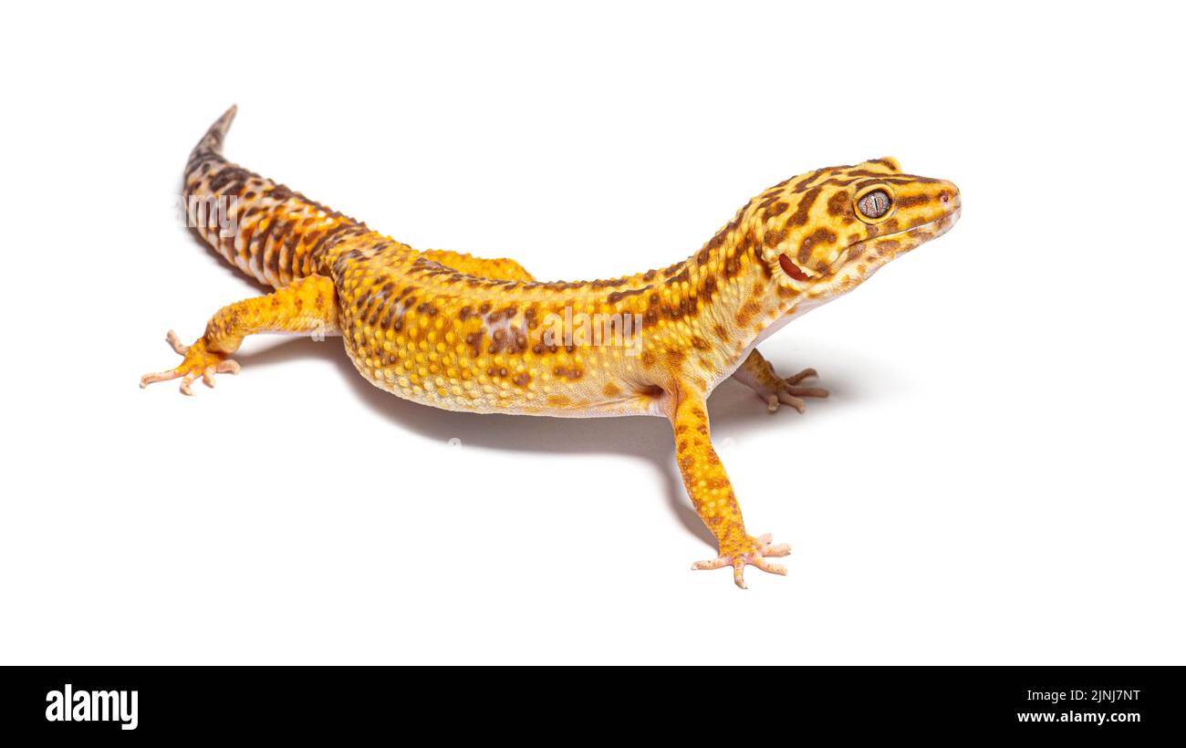 Side view of Leopard gecko, Eublepharis macularius, isolated on white ...