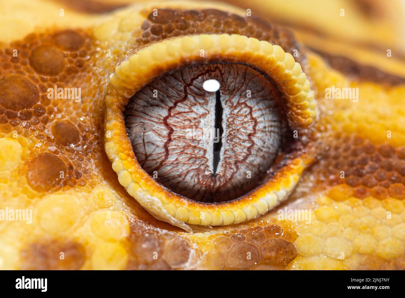 Leopard Gecko Eyes