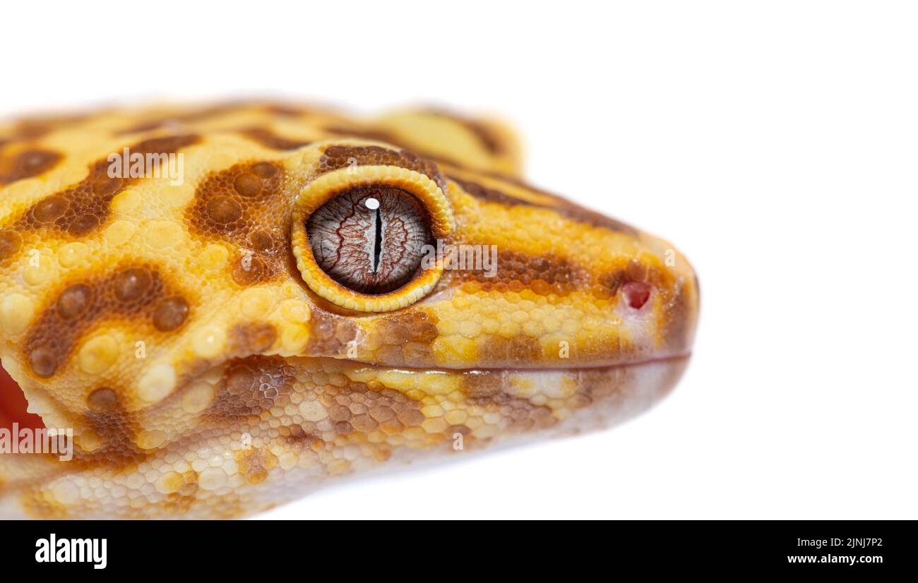 Side view of Leopard gecko close-up head, Eublepharis macularius ...