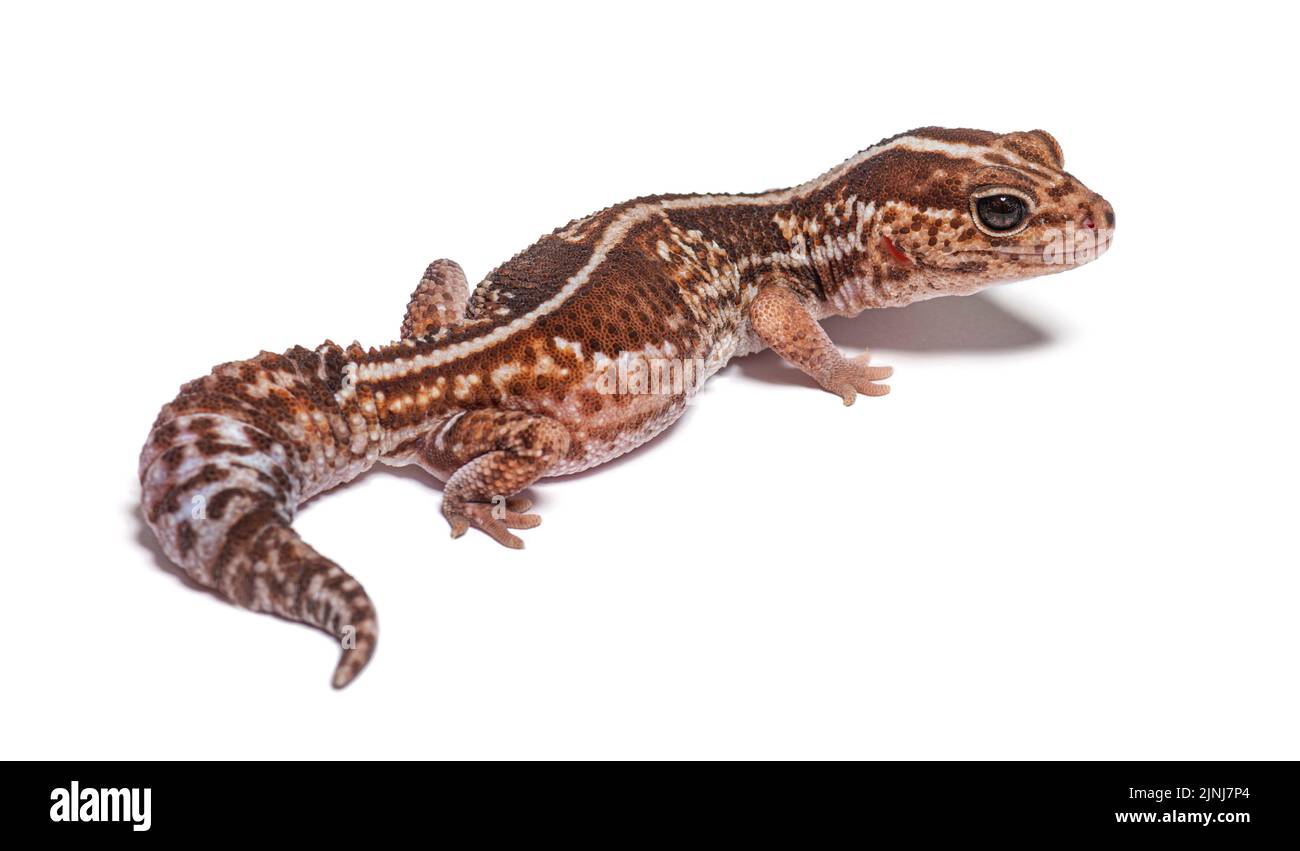 High view and rear view of an african fat-tailed gecko, Hemitheconyx ...