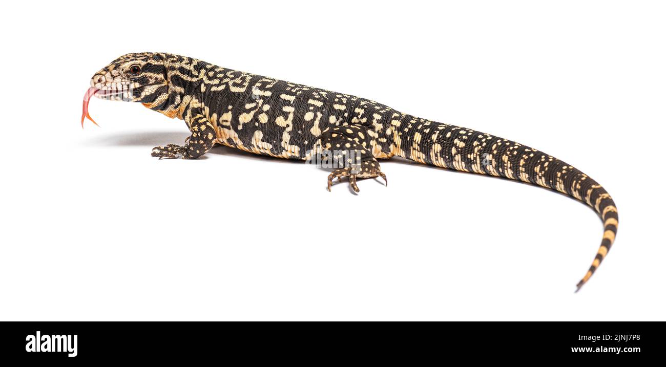 side view of a Argentine black and white tegu sniffing with its tongue ...
