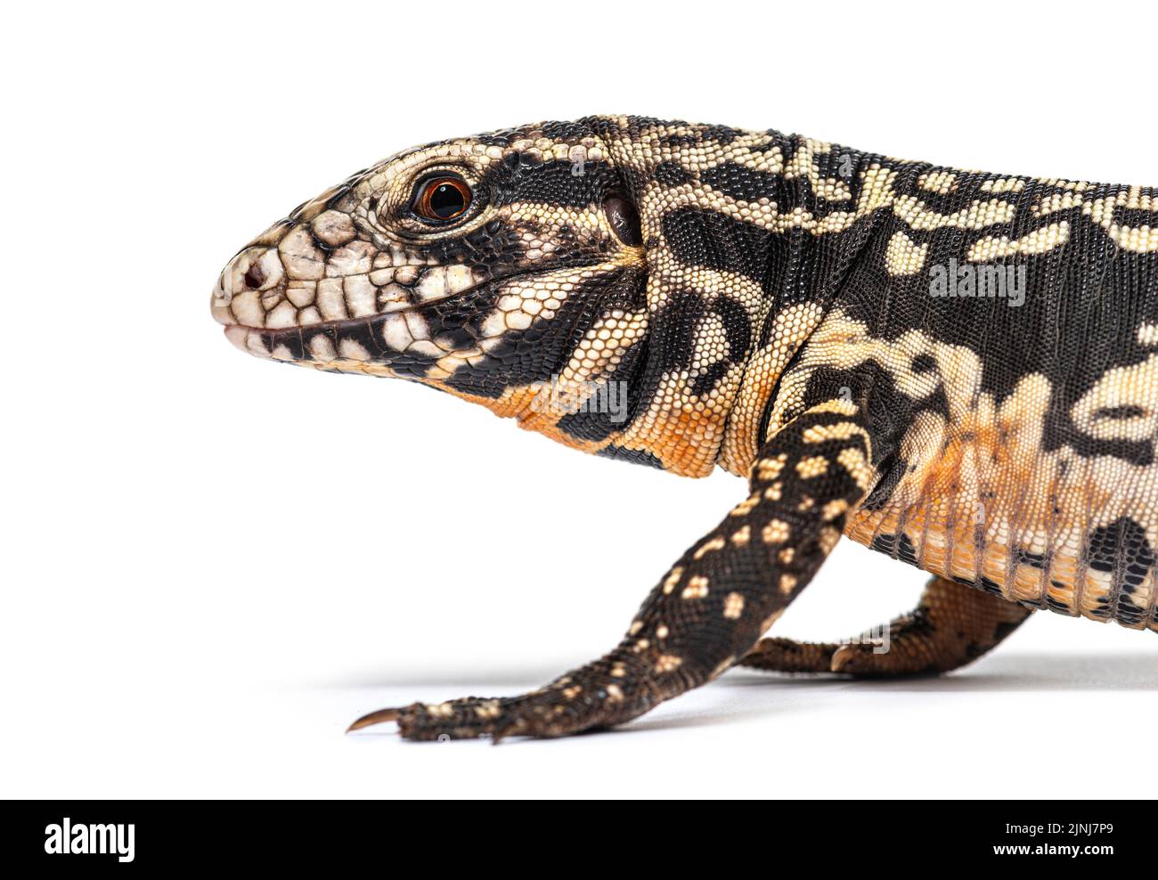 Argentine black and white tegu, head shot, isolated on white Stock ...