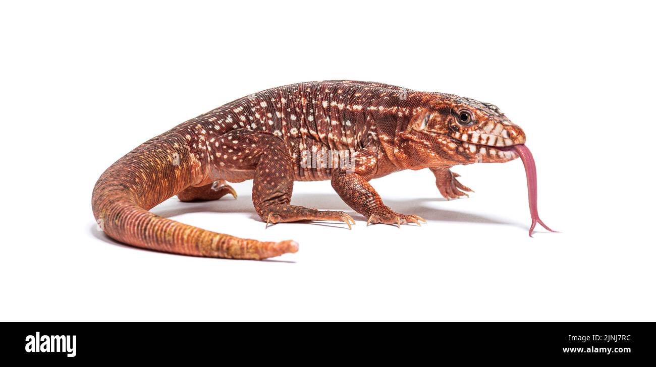Red tegu sniffing with its tongue, Salvator rufescens, isolated on ...
