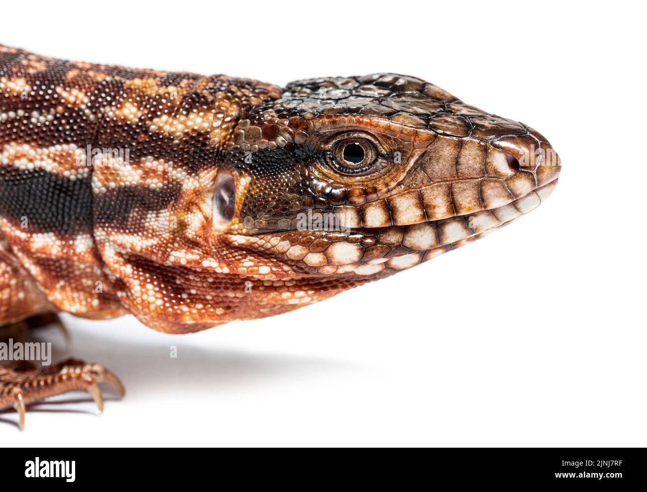 Head shot of a Red tegu, Salvator rufescens, isolated on white Stock ...