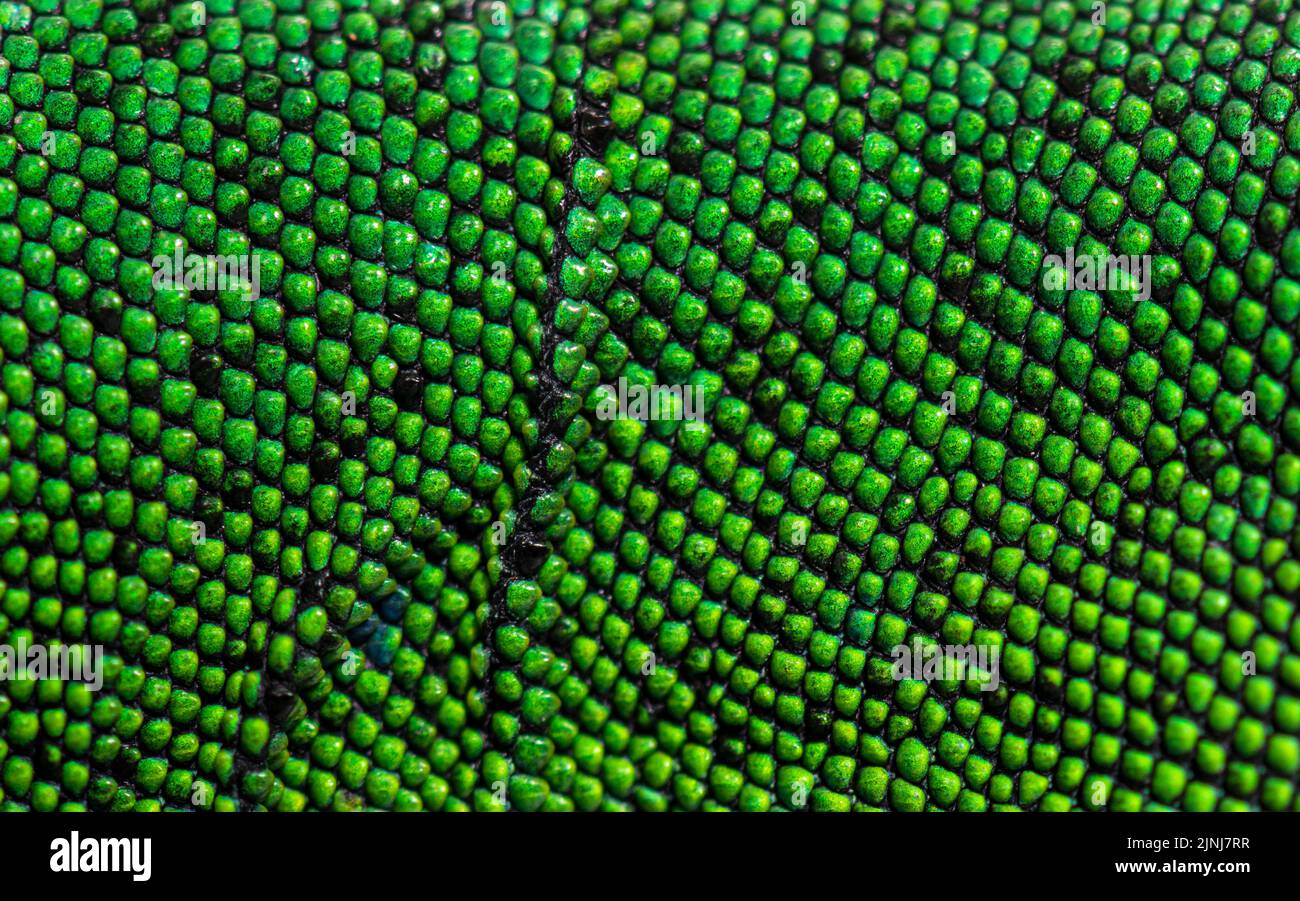 Details, macro of scales of Timon pater specie of Wall lizard Stock ...