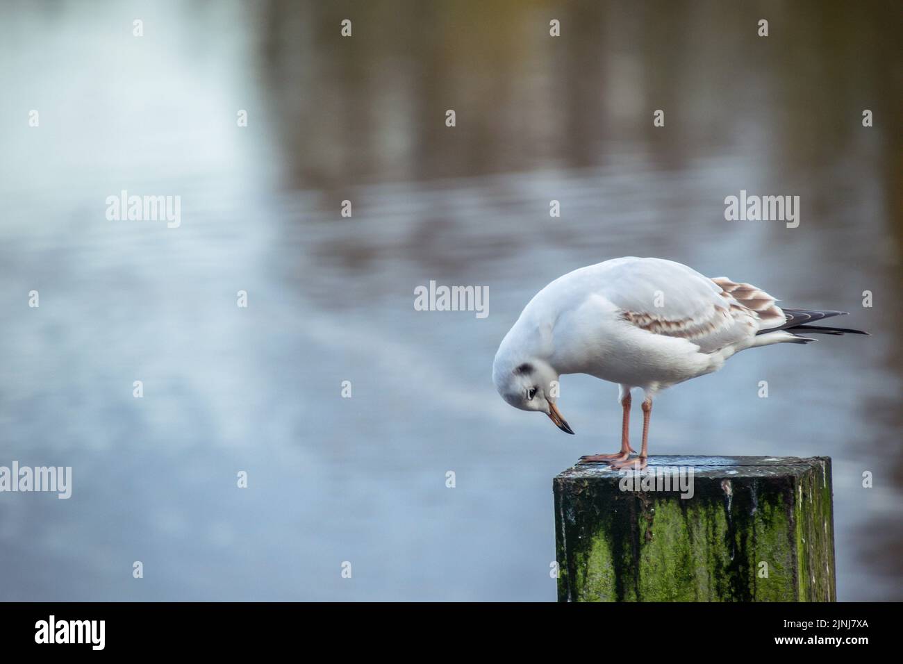 Larbert loch hi-res stock photography and images - Alamy