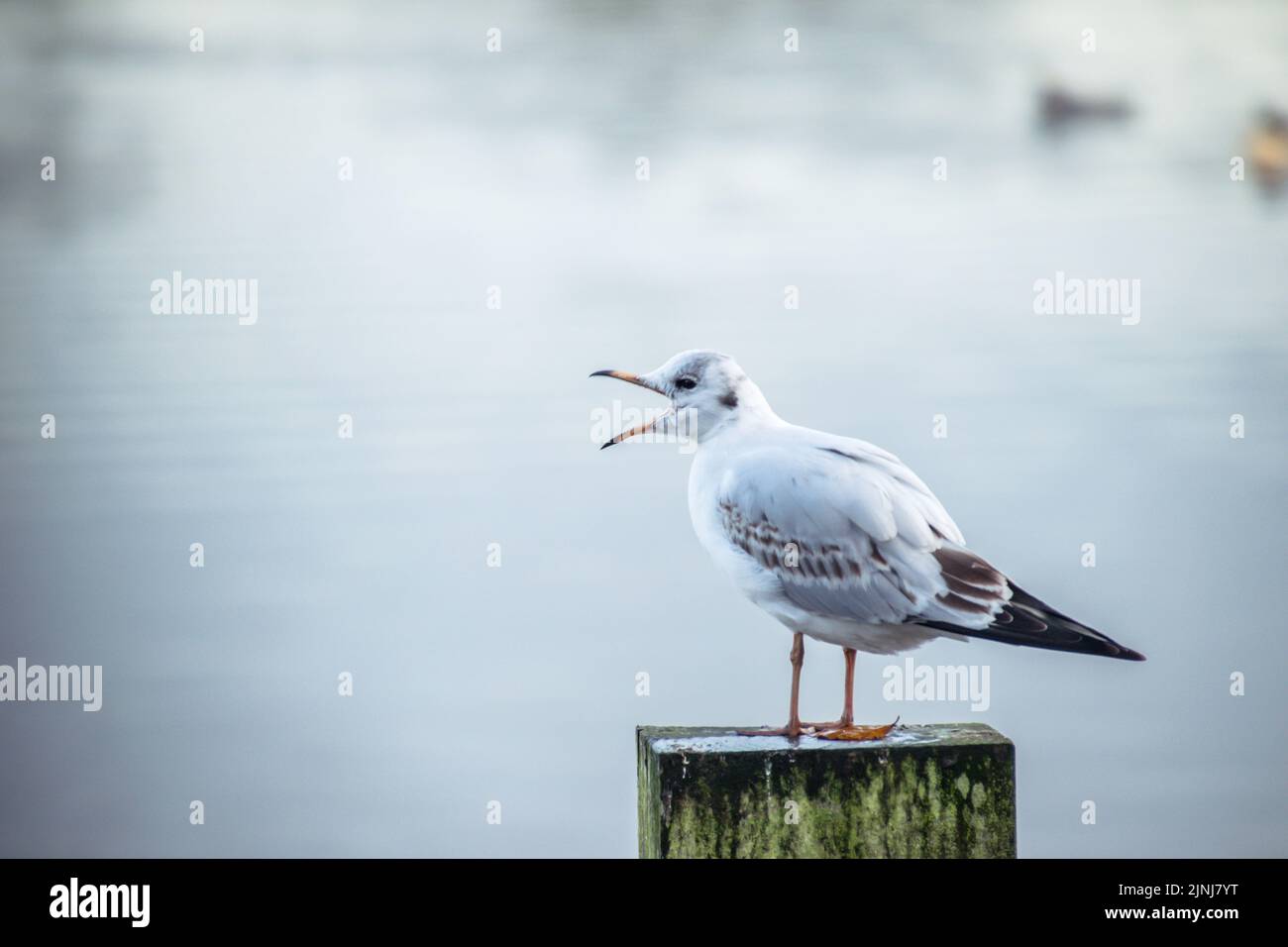 Larbert loch hi-res stock photography and images - Alamy
