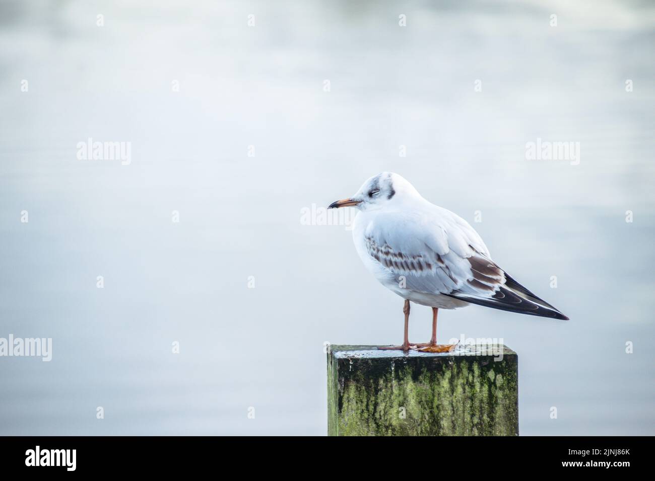 Immature black-headed gull standing on a wooden post with its eyes ...