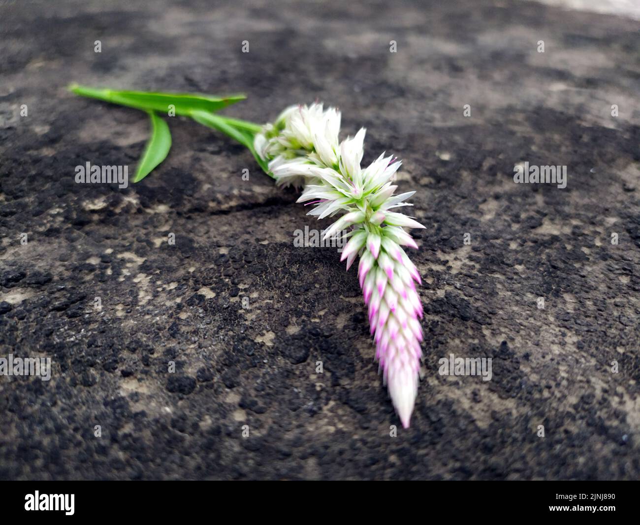 multi color flower put on the ground Stock Photo - Alamy