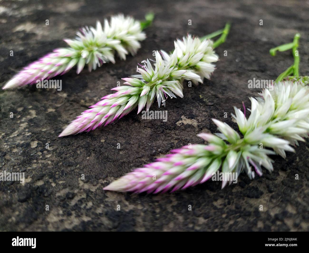 multi color flower put on the ground Stock Photo - Alamy