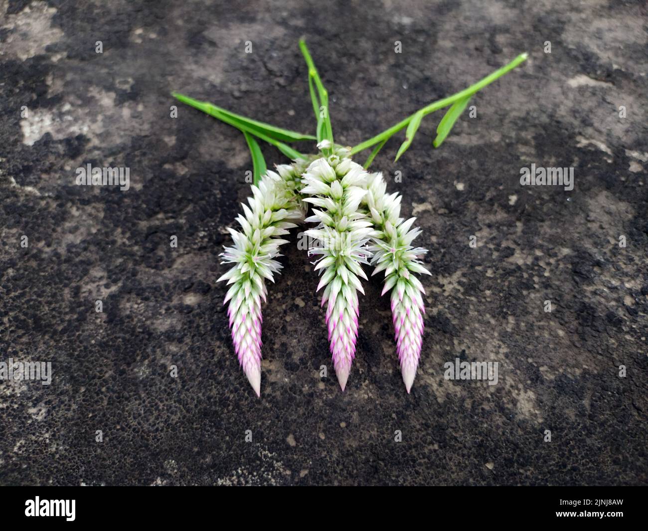 multi color flower put on the ground Stock Photo - Alamy