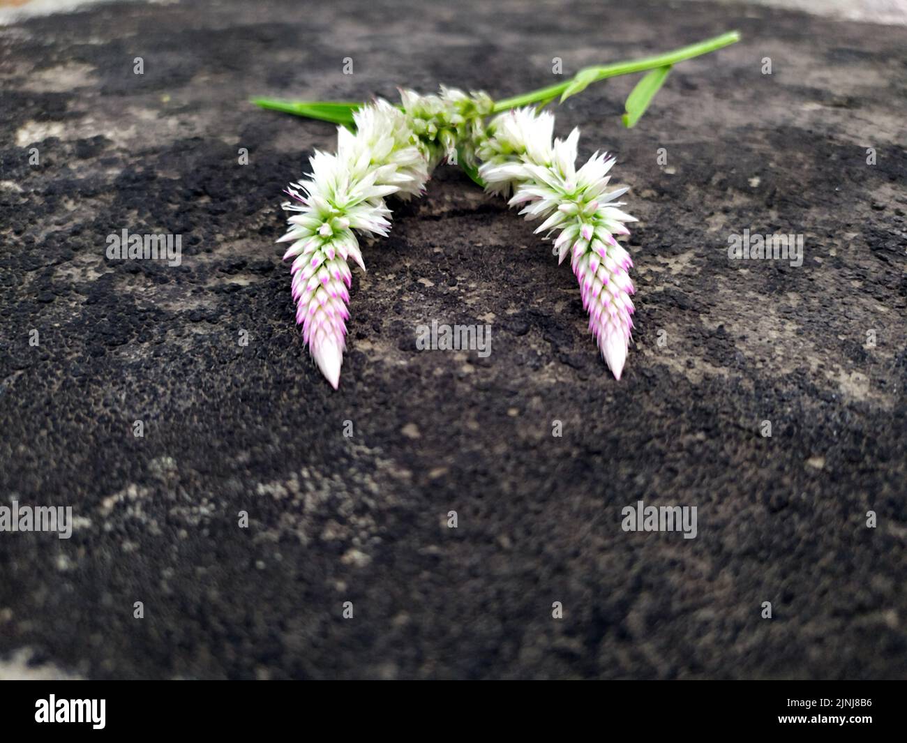 multi color flower put on the ground Stock Photo - Alamy