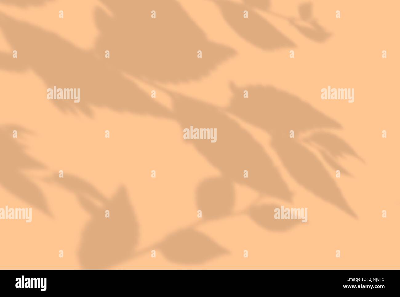 Natural light casts shadows from a leaves branches of tree. Top view of ...