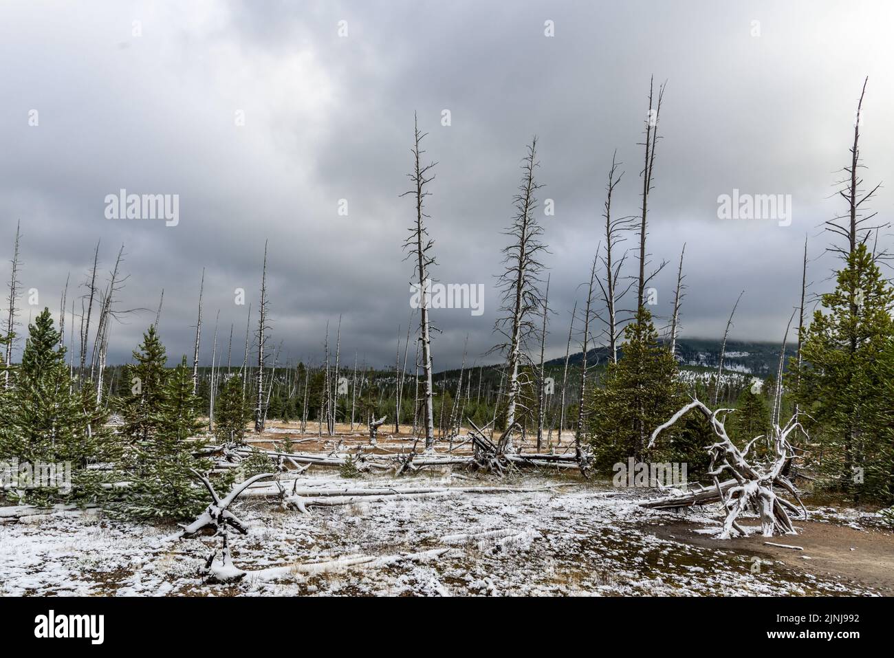 Dead trees in yellowstone national hi-res stock photography and images ...