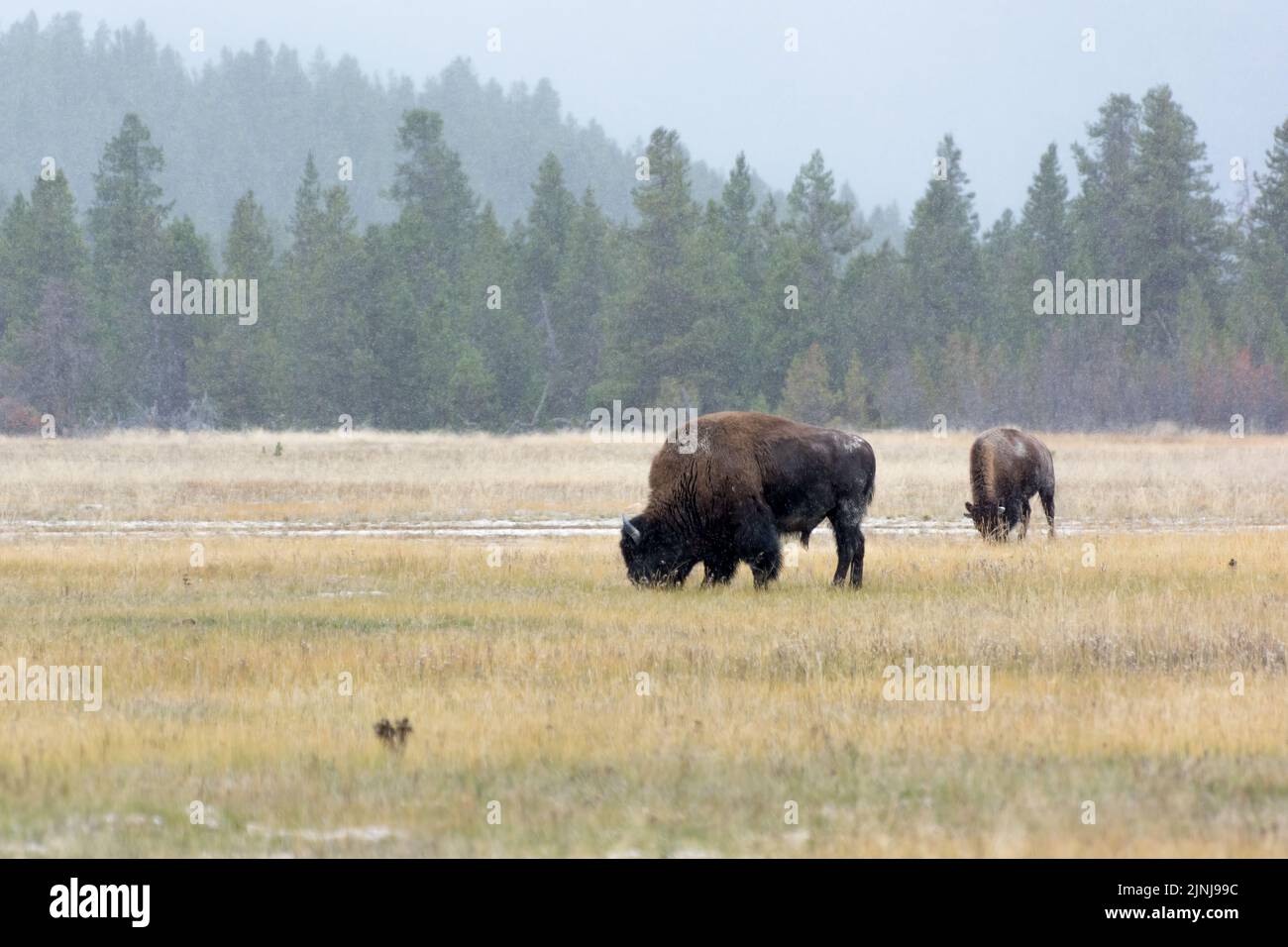 Yellowstone autumn bison hi-res stock photography and images - Alamy