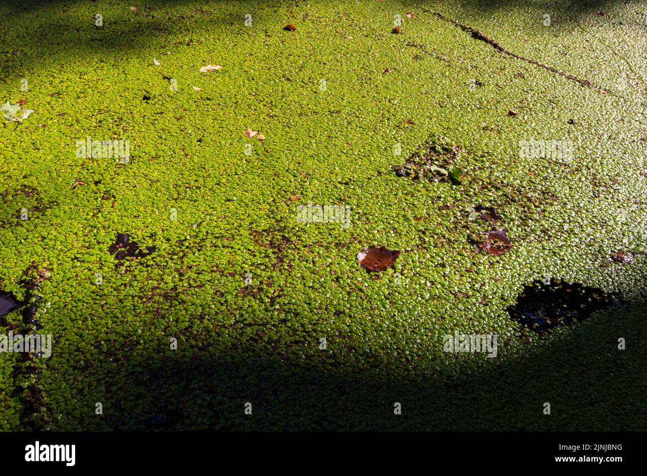 Duckweed (Lemnoideae) on water surface of pond in Botanic Garden of ...