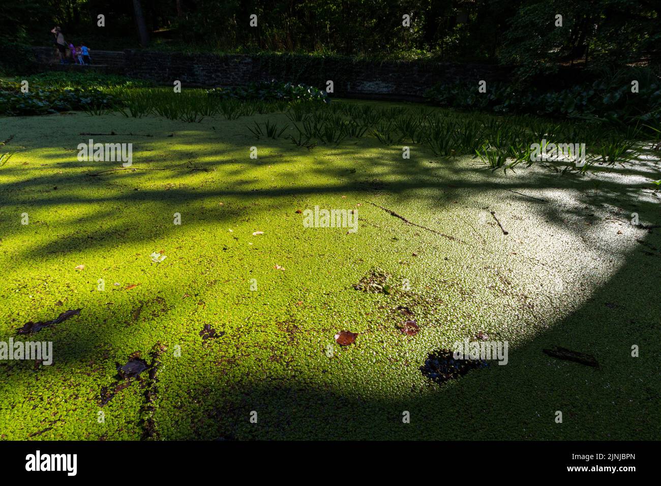 Duckweed (Lemnoideae) on water surface of pond in Botanic Garden of ...
