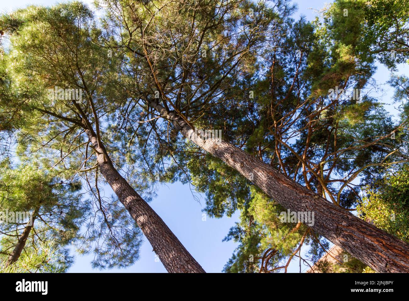 Maritime pine or cluster pine (Pinus pinaster) pine trees low angle ...
