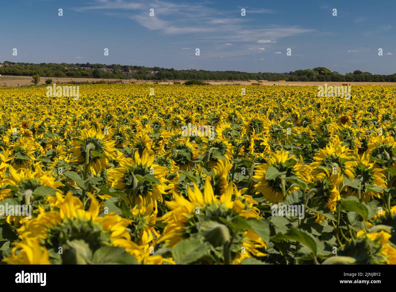 Dorset Sunflower Trail, Maiden Castle Farm. With permission of Maiden ...