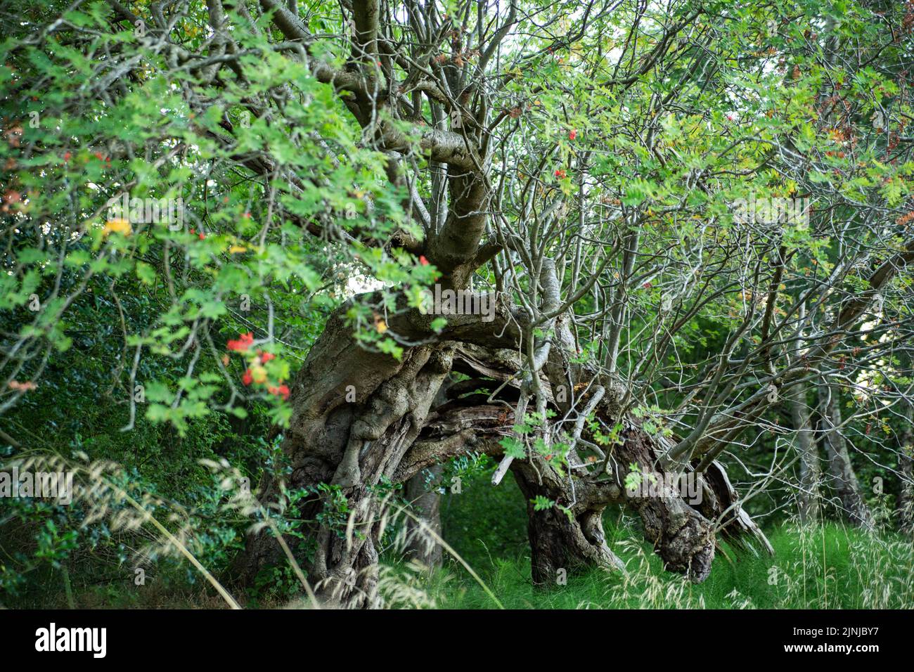 The Portal Tree, an old and contorted rowan whose arching body forms a ...