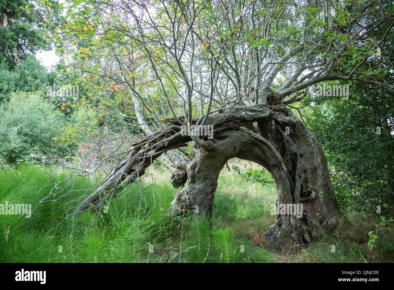 The Portal Tree, an old and contorted rowan whose arching body forms a ...