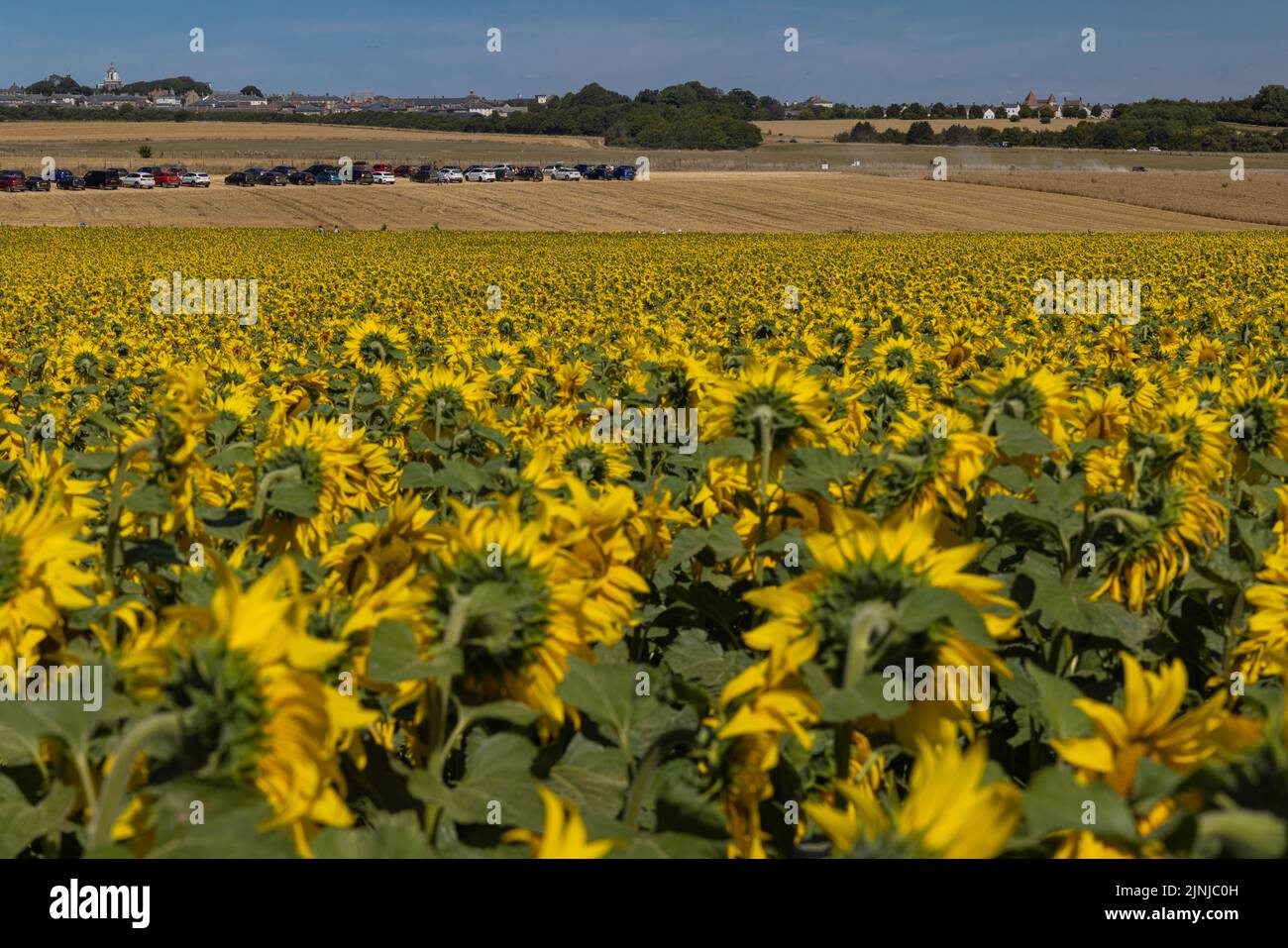 Dorset Sunflower Trail, Maiden Castle Farm. With permission of Maiden ...