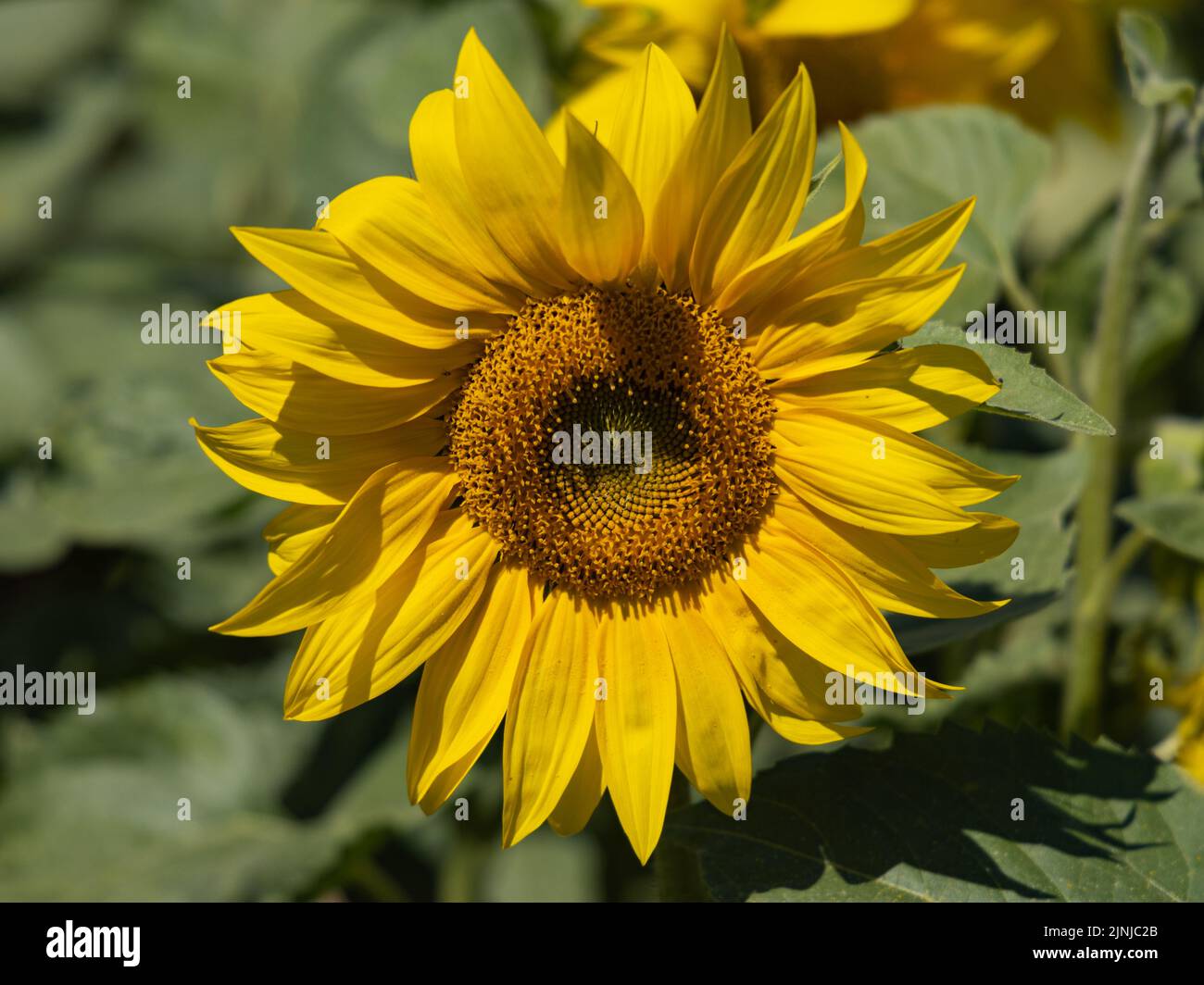 Dorset Sunflower Trail, Maiden Castle Farm. With permission of Maiden ...