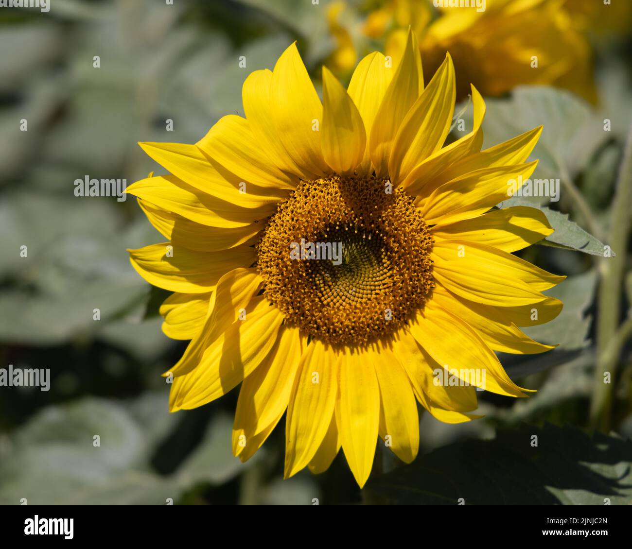 Dorset Sunflower Trail, Maiden Castle Farm. With permission of Maiden ...