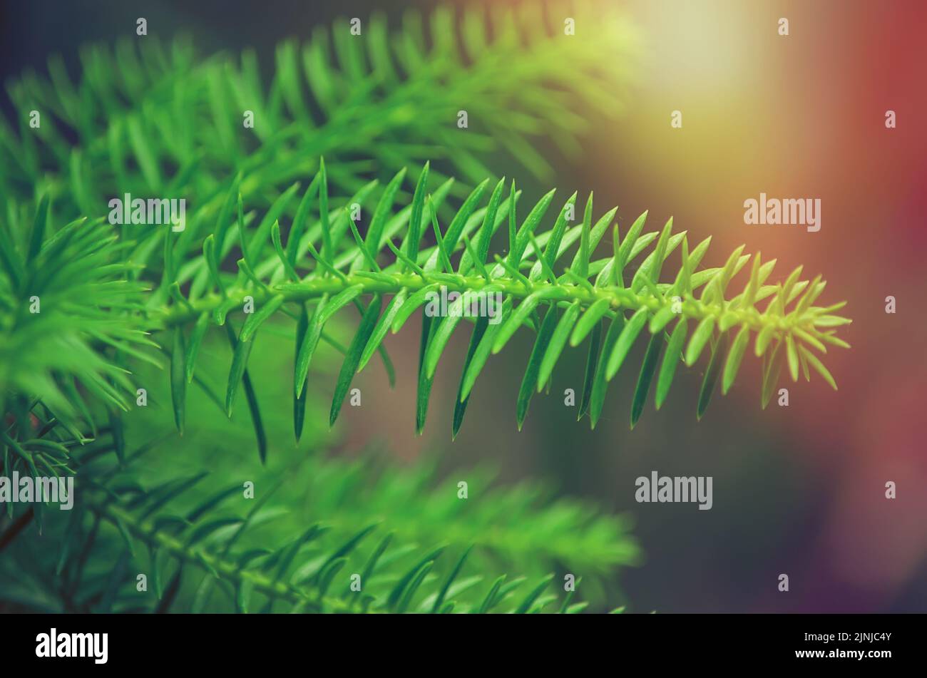 A fresh green thuja branch is shot close-up, the structure of this ...