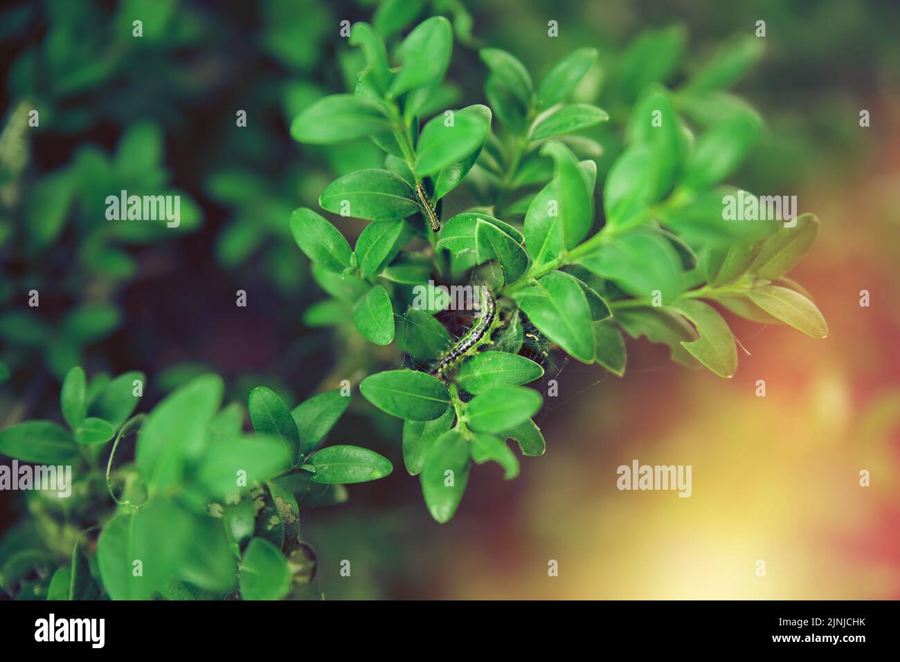 Close-up of box tree moth caterpillar, cydalima perspectalis on Buxus ...
