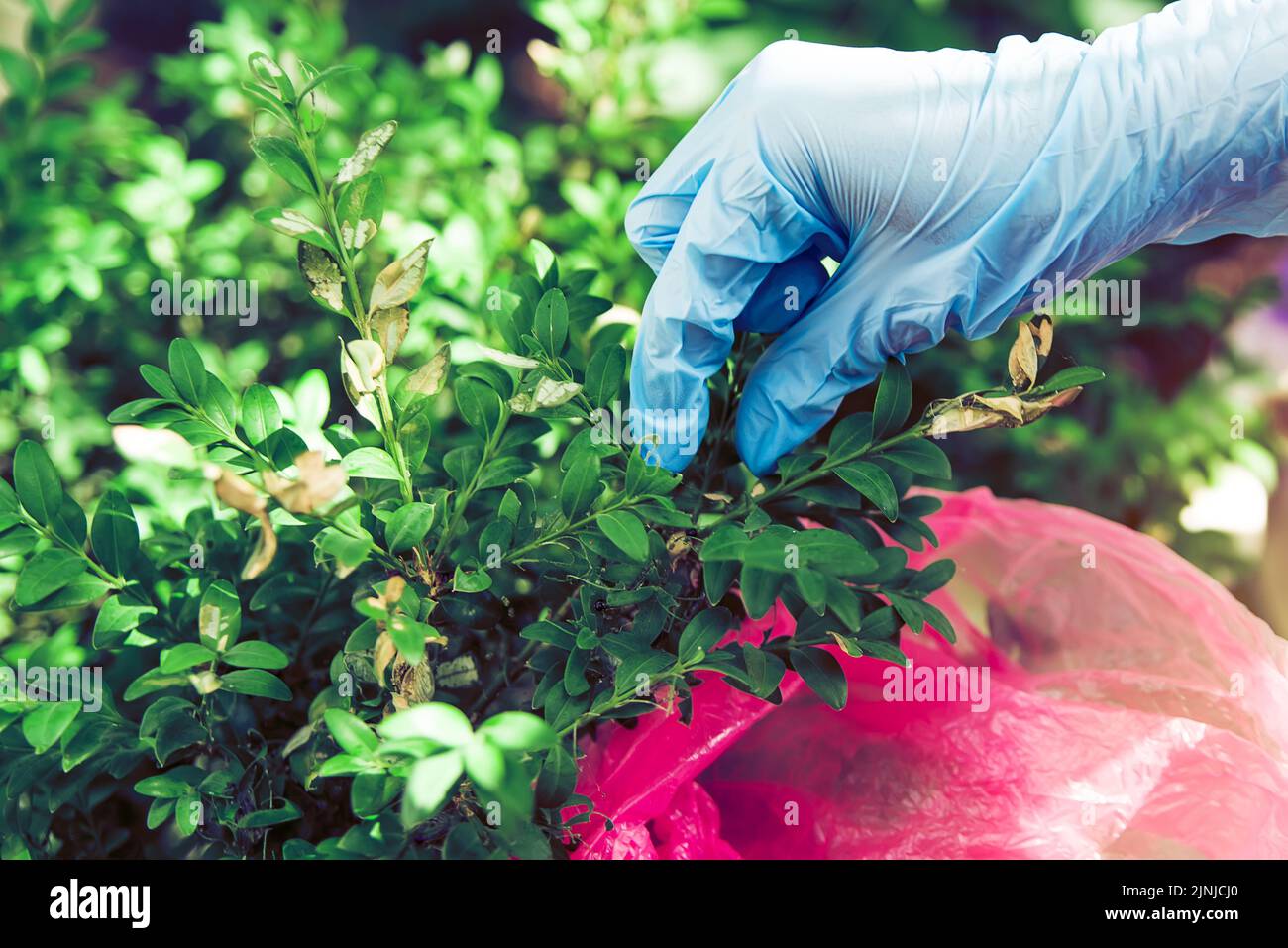 Close-up of box tree moth caterpillar, cydalima perspectalis on Buxus ...