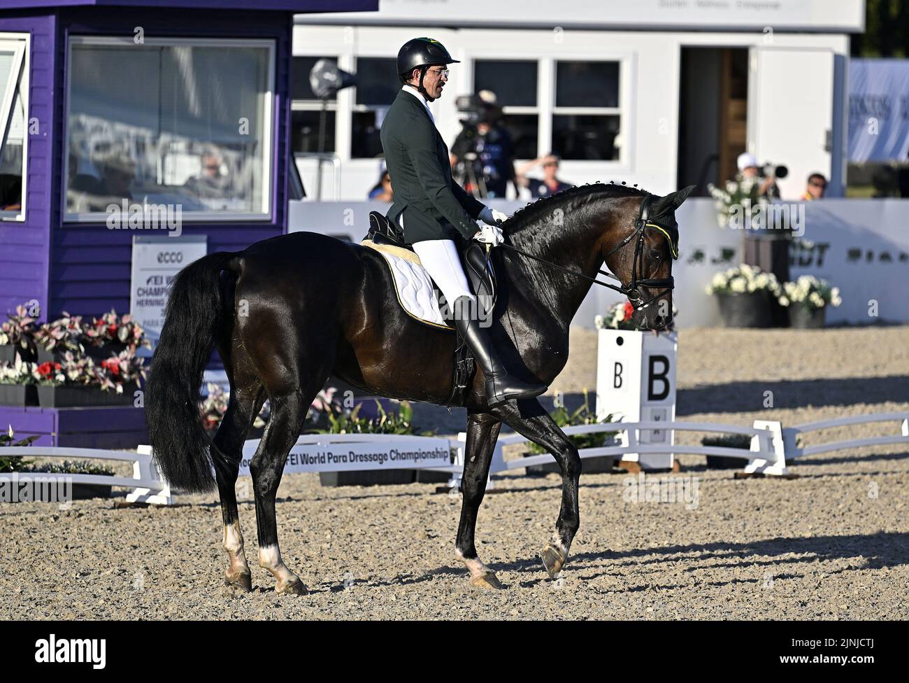 Herning, Denmark. 11th Aug, 2022. World Equestrian Games. Stutteri Ask ...