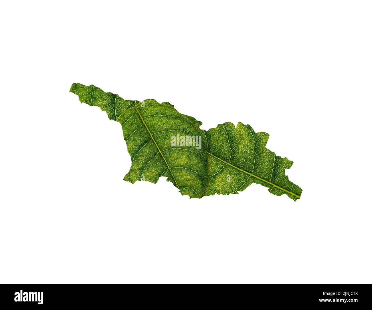 An illustration of the Georgia map made of green leaves on the white ...