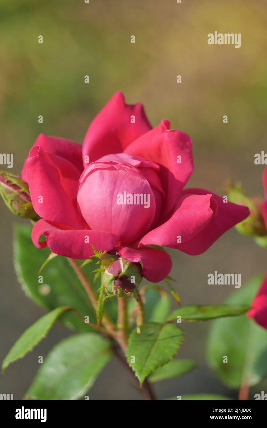 Double knockout red rose hi-res stock photography and images - Alamy
