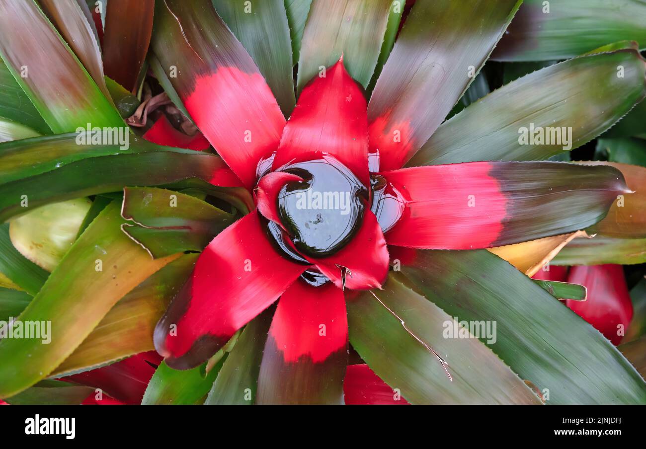 Beautiful flower of bright red-purple color with water filled in the ...