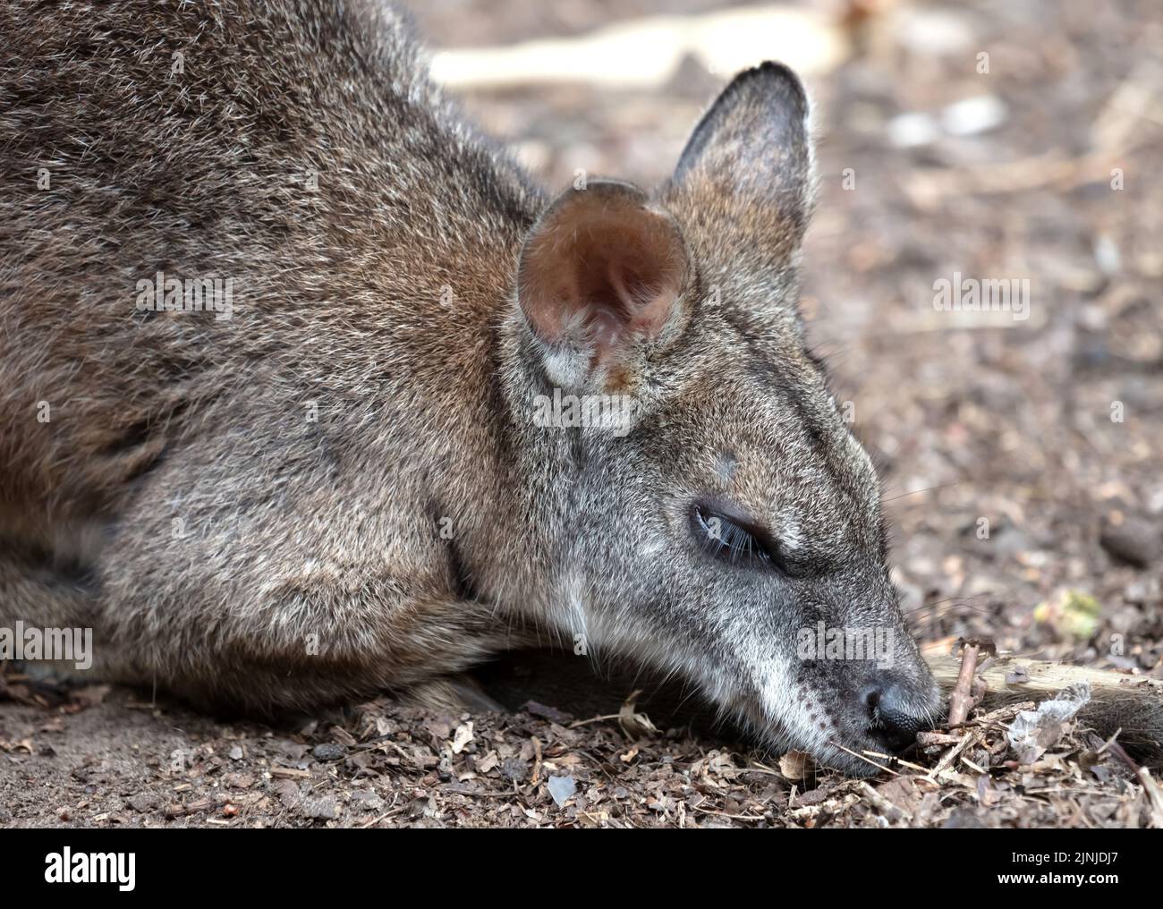 Parma wallaby hi-res stock photography and images - Alamy