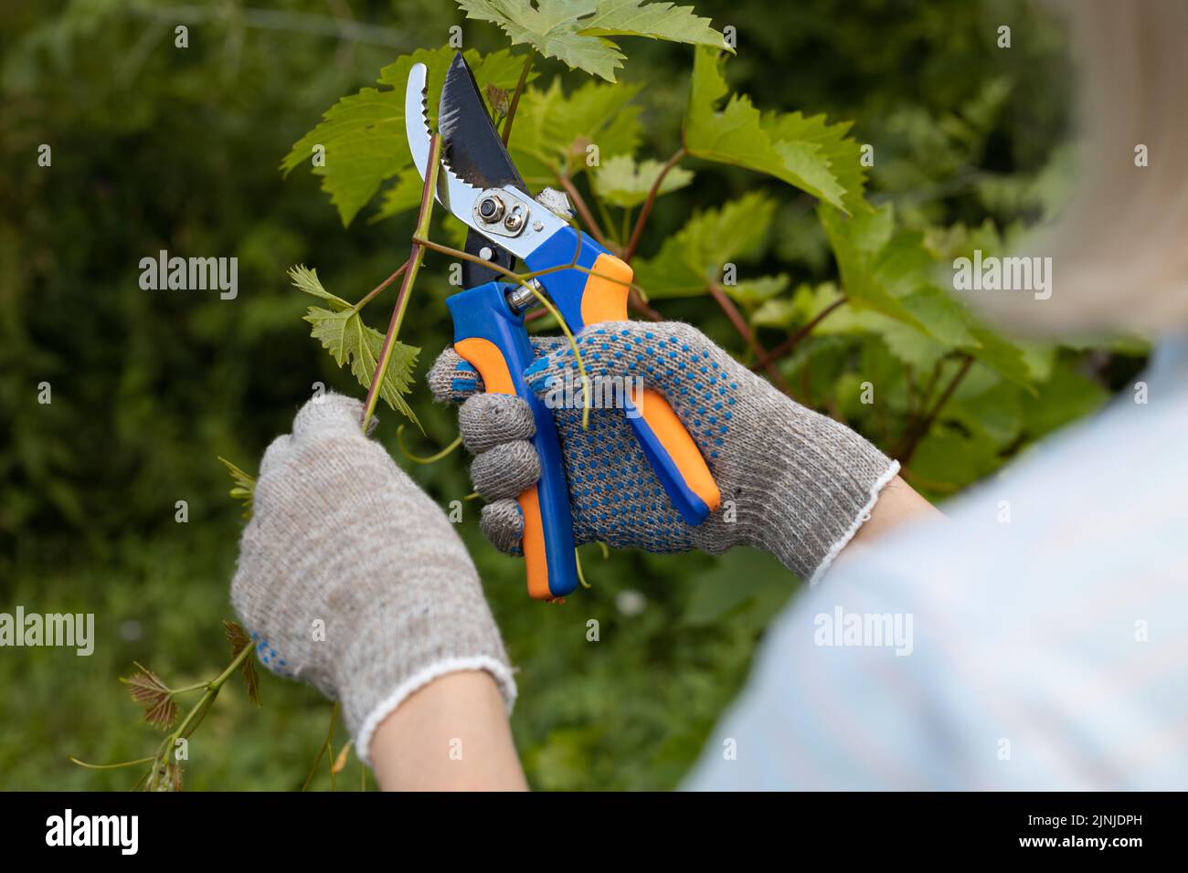 Woman pruning branch grapes hi-res stock photography and images - Alamy