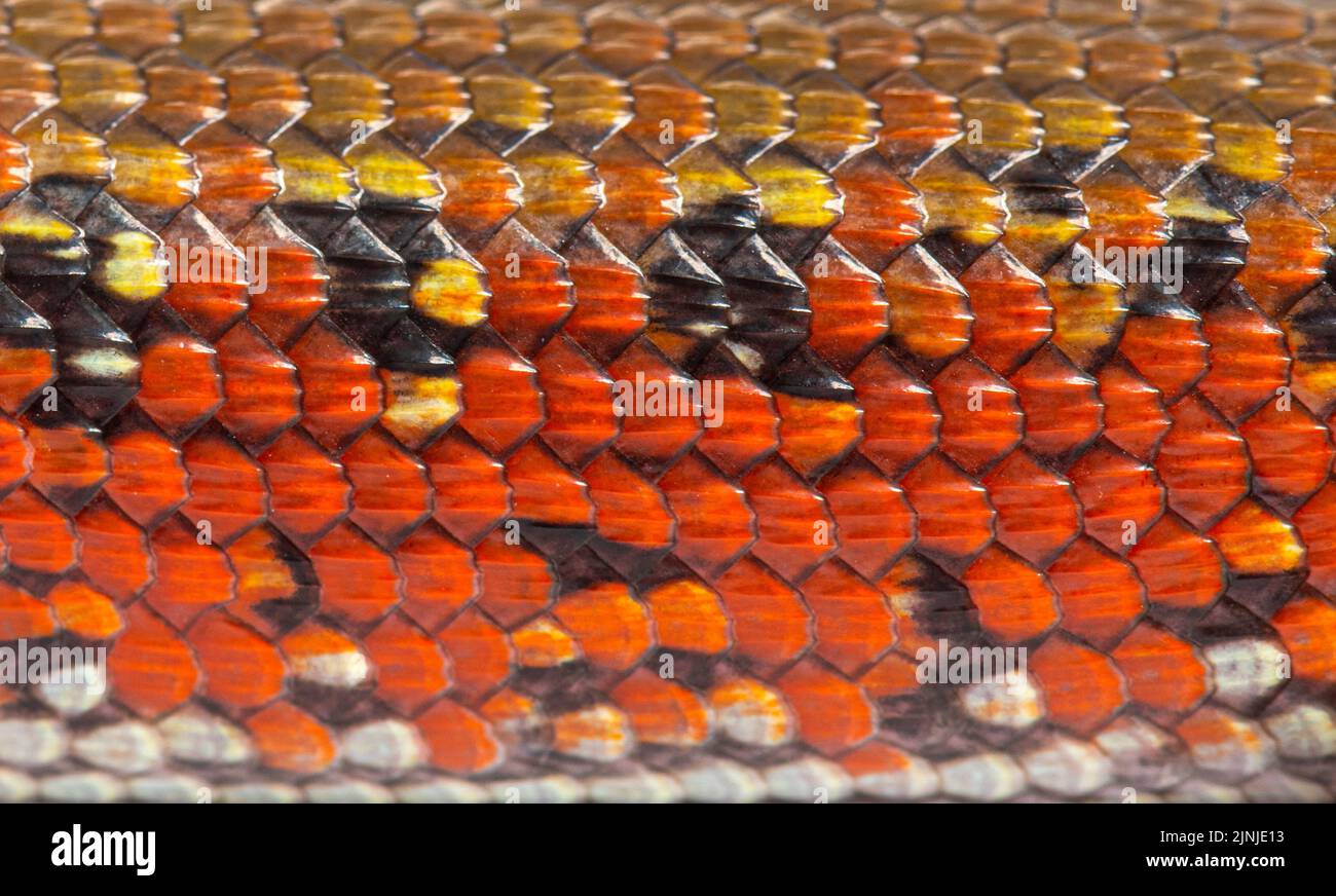 Details, macro of scales of fire skink, Mochlus fernandi Stock Photo ...