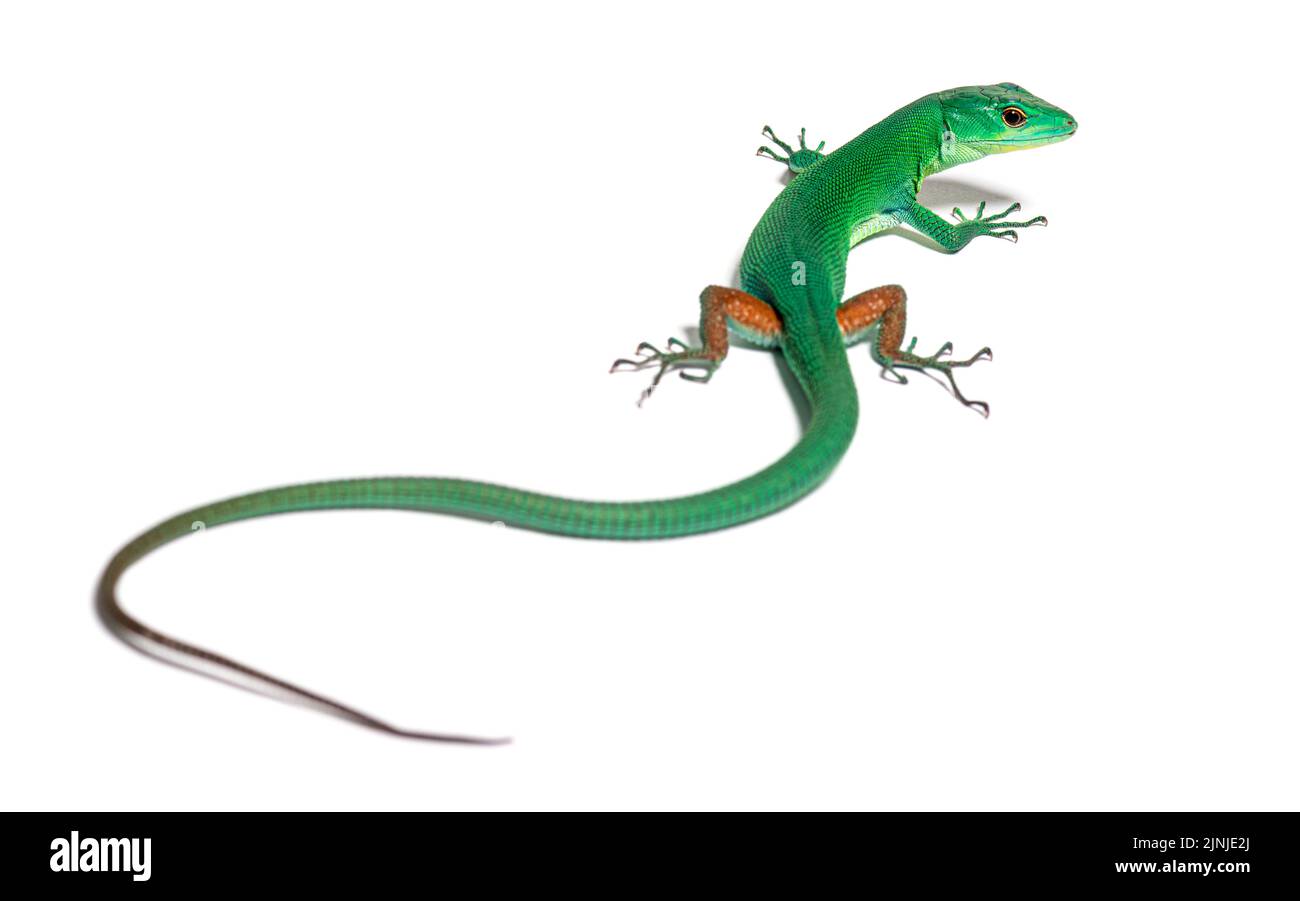 Rear view of a looking back Green keel-bellied lizard, Gastropholis ...