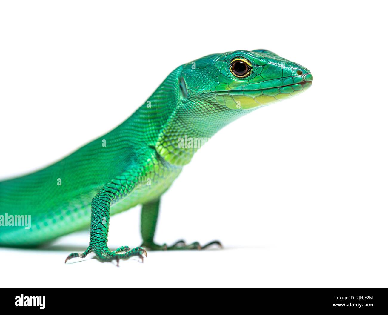 Head shot portrait of a Green keel-bellied lizard, Gastropholis prasina ...