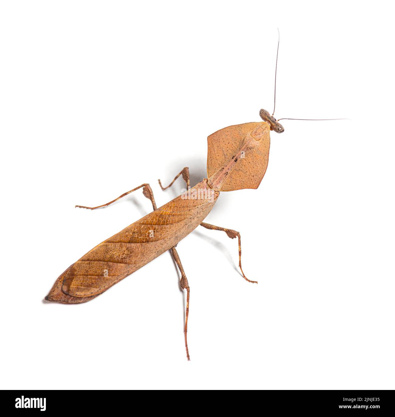 High view on a Deroplatys truncata is a "dead leaf mantis" species ...