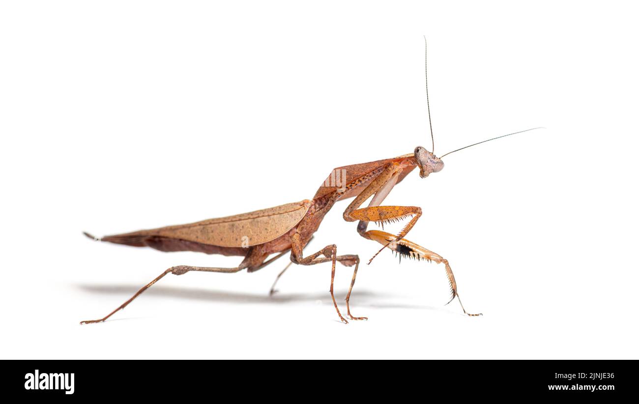 Side view on a Deroplatys truncata is a "dead leaf mantis" species ...