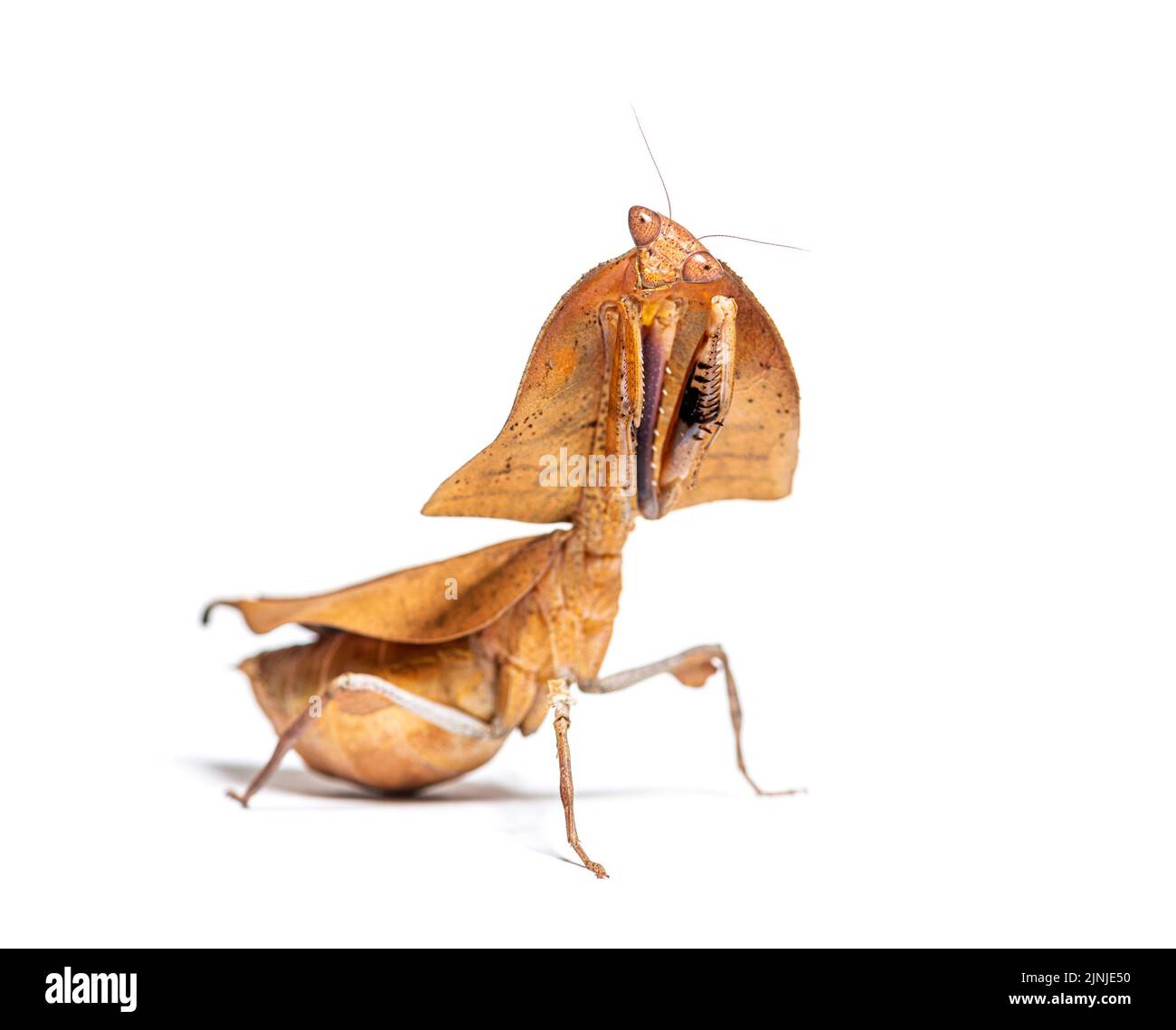 Female dead leaf mantis deroplatys truncata, isolated on white Stock ...