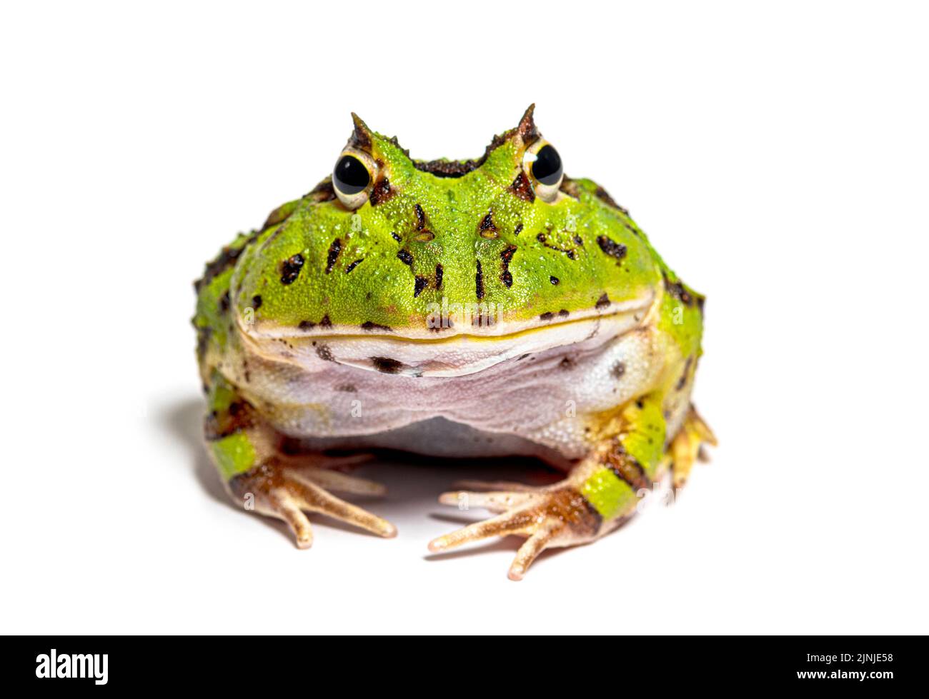 Frog facing camera hi-res stock photography and images - Alamy