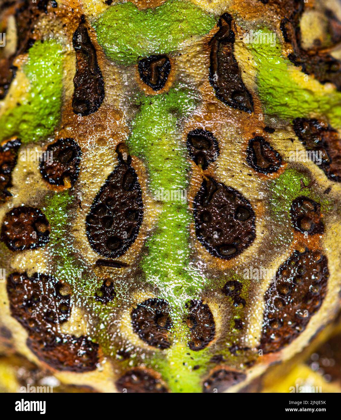 detail of the Cranwell's horned frog skin, Ceratophrys cranwelli ...